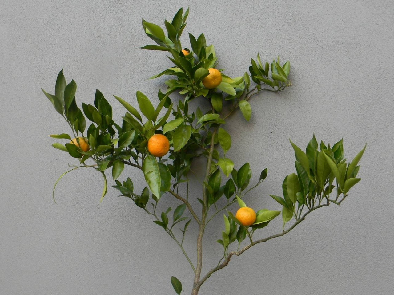 Kishu mikan – Citrus kinokuni
